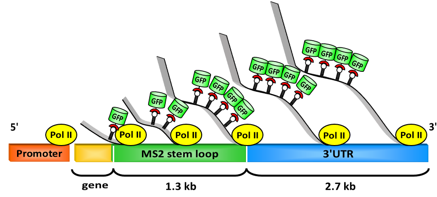 Investigating transcription at the single-copy gene level | Nano-Bio ...